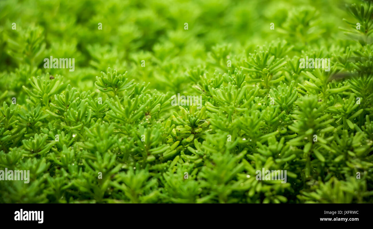 Stabilized moss hi-res stock photography and images - Alamy