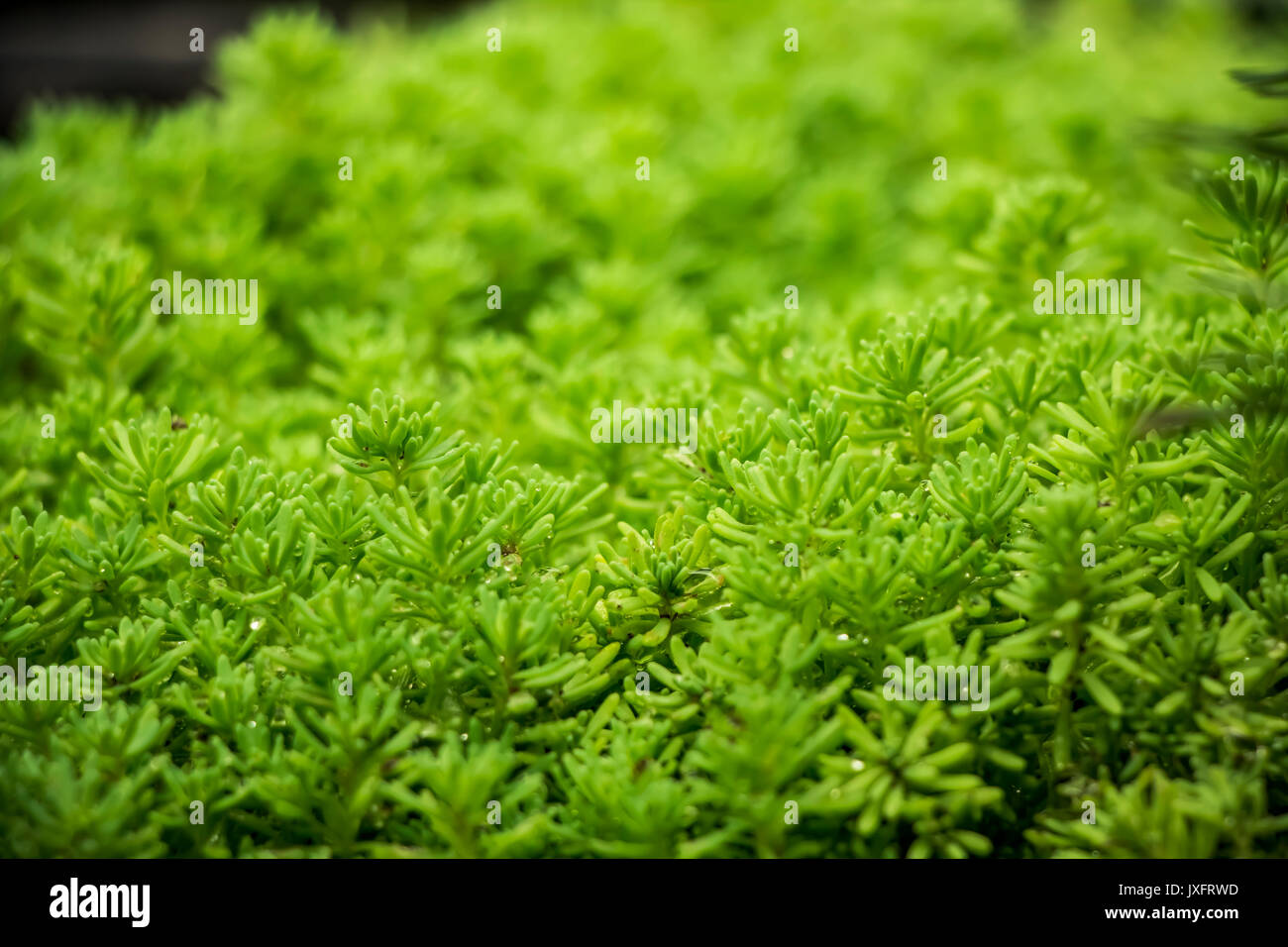 Stabilized moss hi-res stock photography and images - Alamy