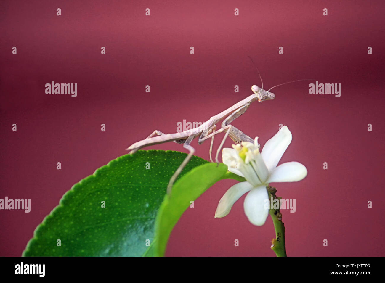 A young praying mantis nymph poses with a lemon tree blossom against a ...