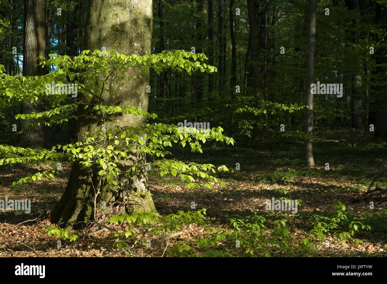 Young beech tree hi-res stock photography and images - Alamy