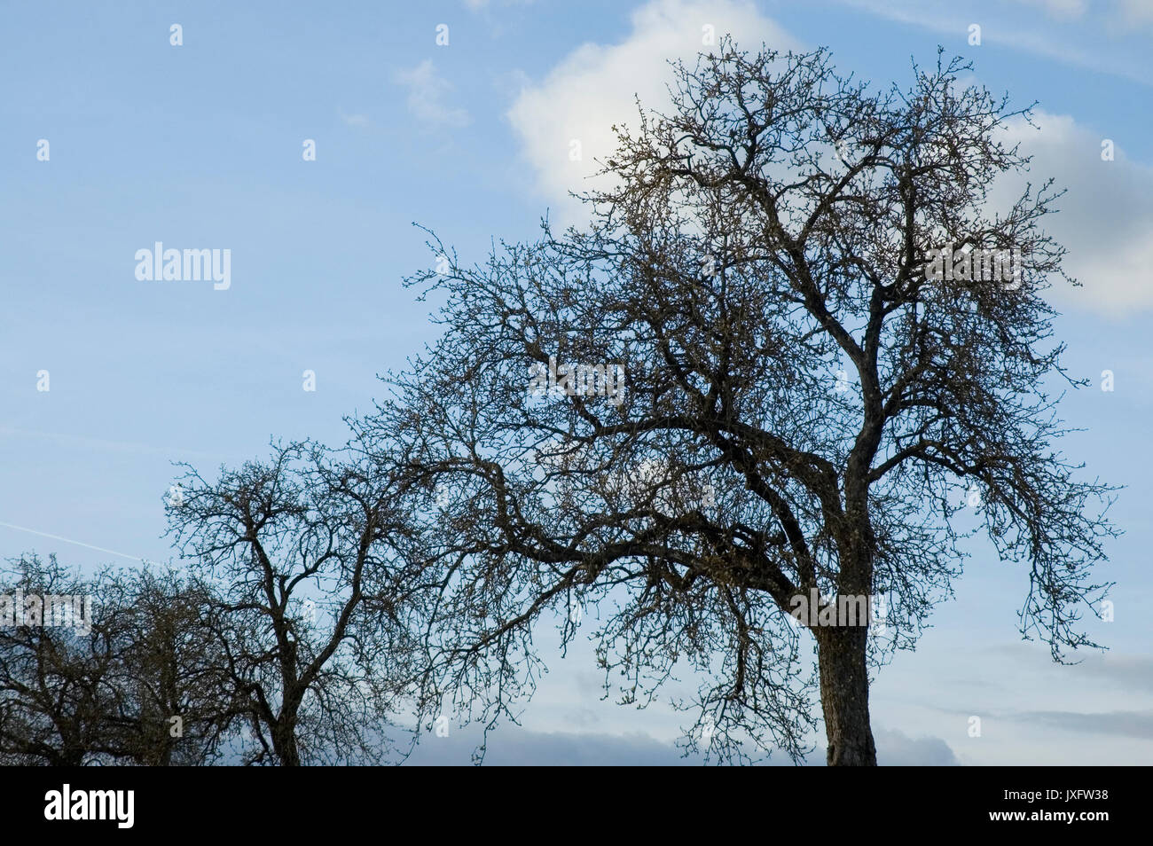 leafless trees in early spring Stock Photo - Alamy