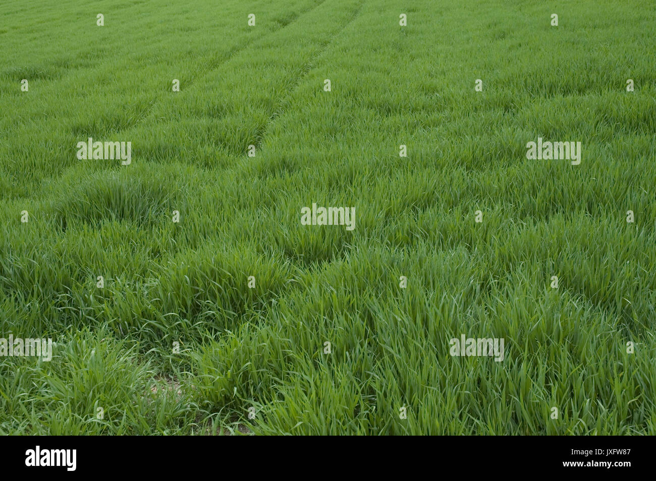 green grainfield in spring Stock Photo - Alamy