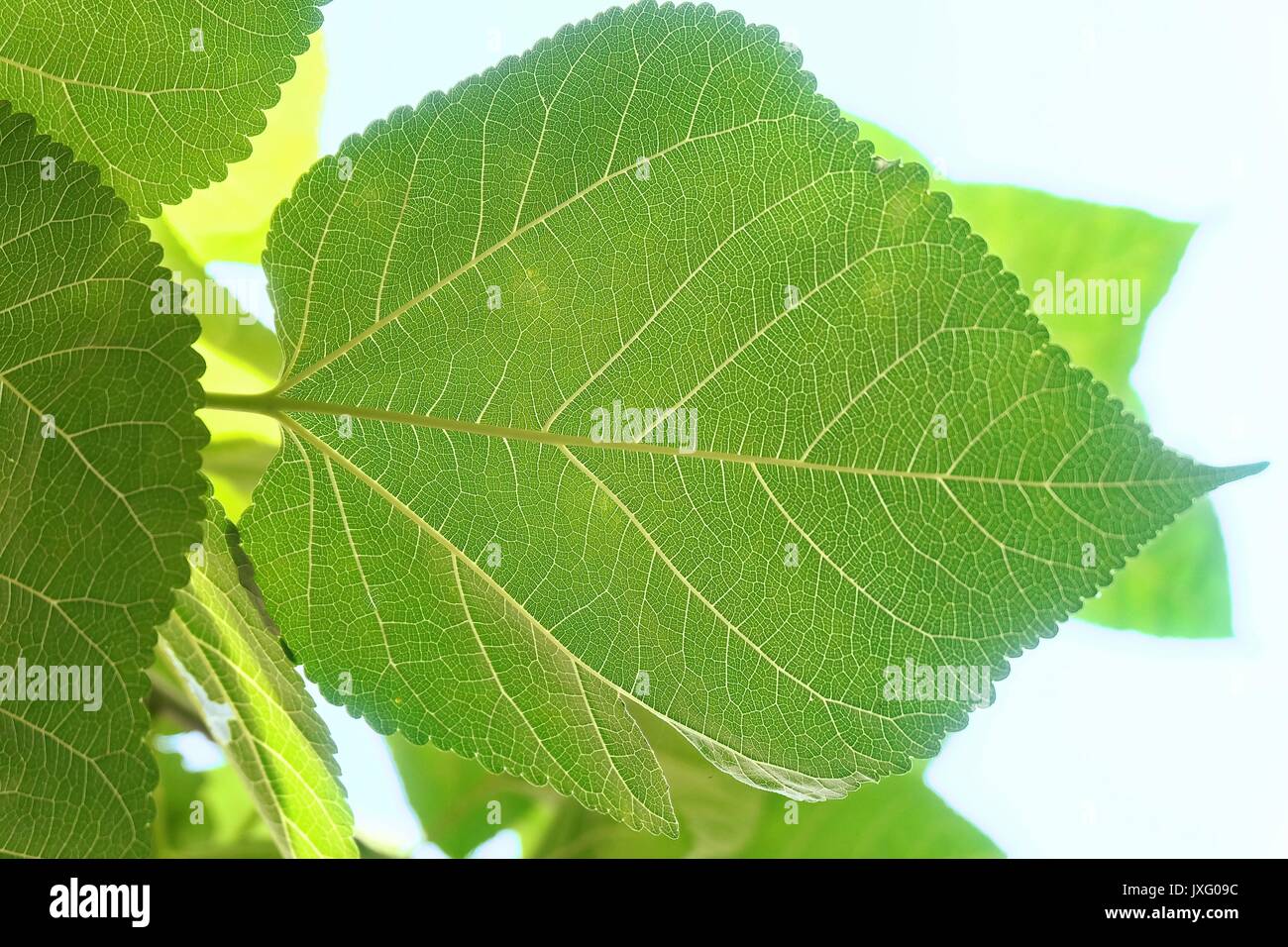 Fresh Big Mulberry Leaves or Morus on Tree Used to Make Tea and ...