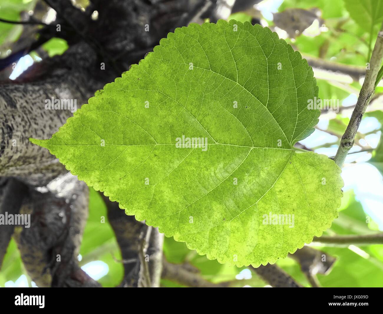 Fresh Big Mulberry Leaf or Morus on Tree Used to Make Tea and ...