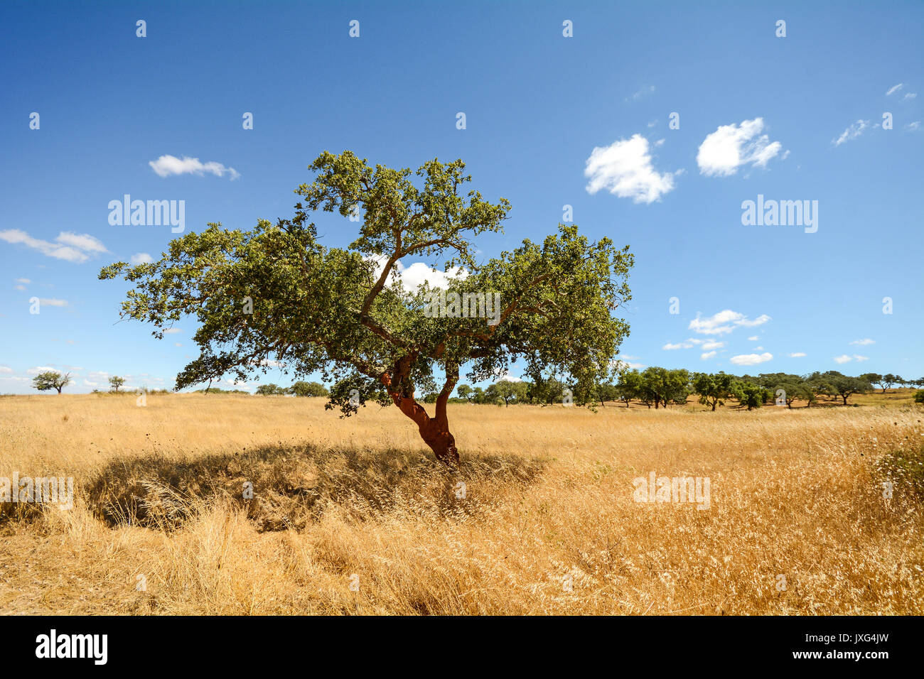 Cork tree greece hi-res stock photography and images - Alamy