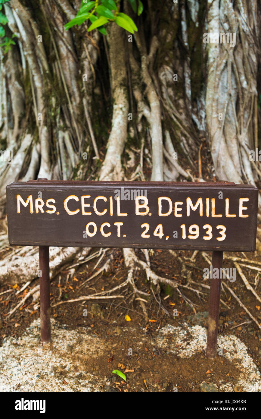 Celebrity planted banyan tree (Mrs. Cecil B. DeMille) on Banyan Drive ...
