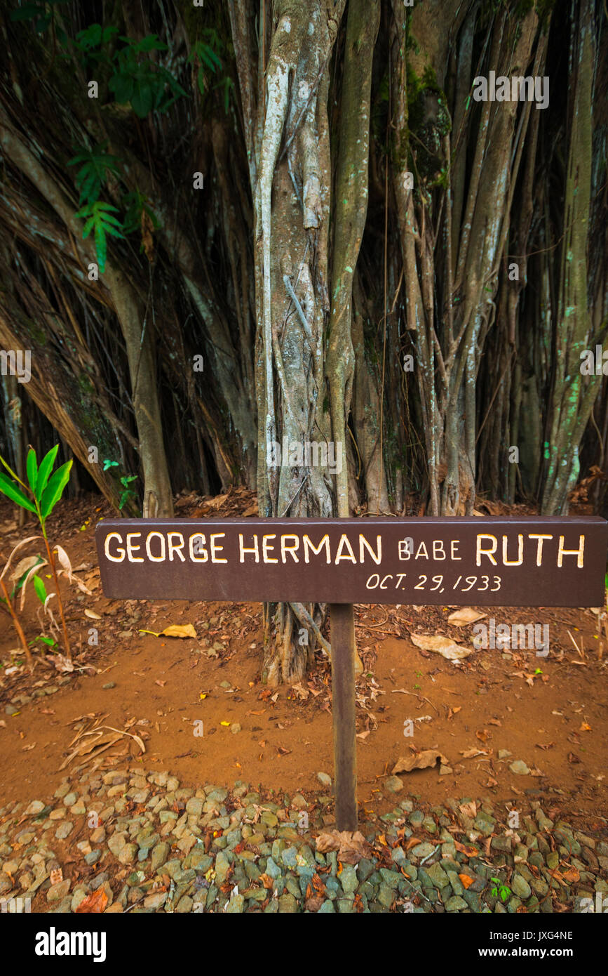 Celebrity planted banyan tree (Babe Ruth) on Banyan Drive, Hilo, The ...