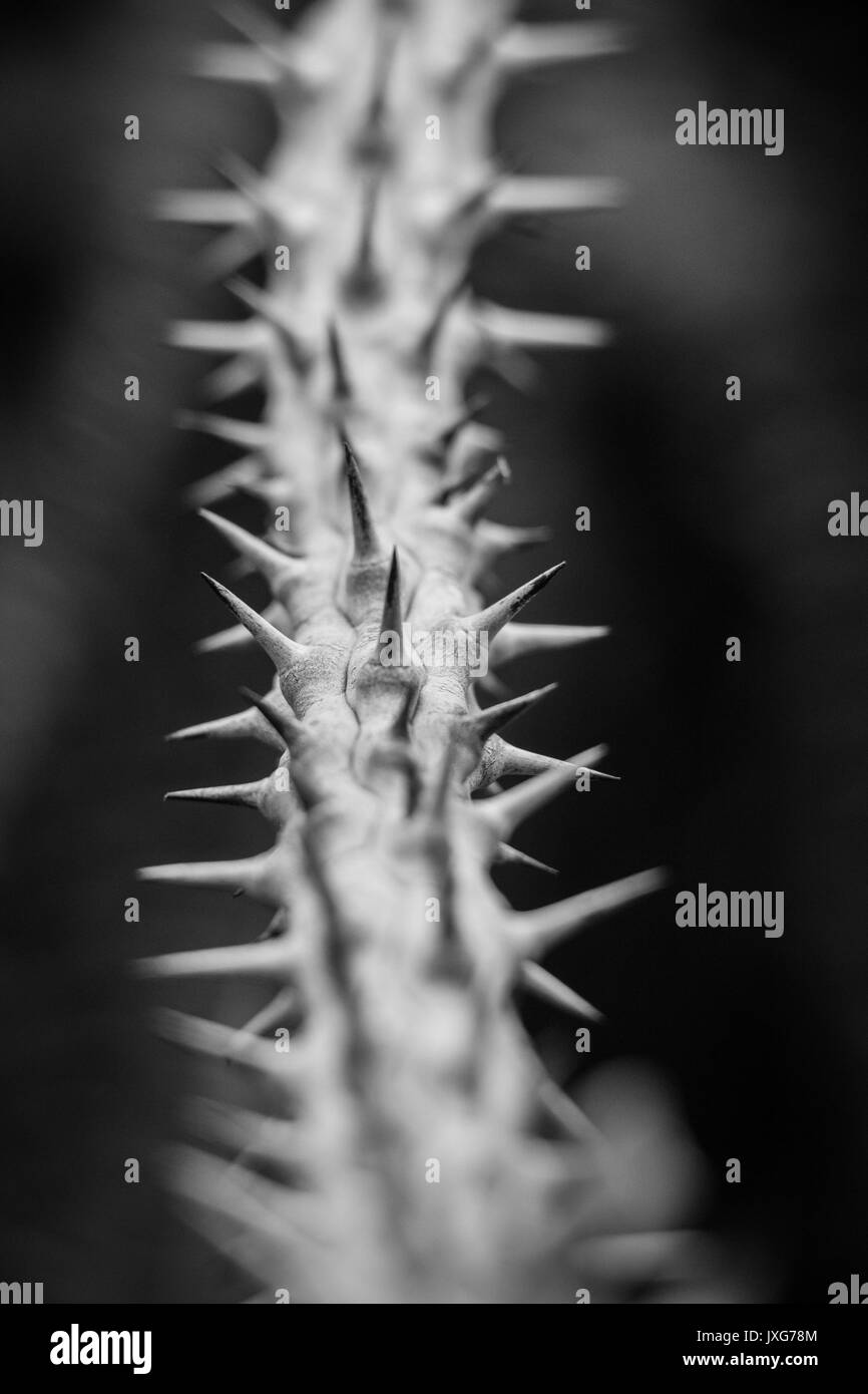 Thorny branch black white hi-res stock photography and images - Alamy