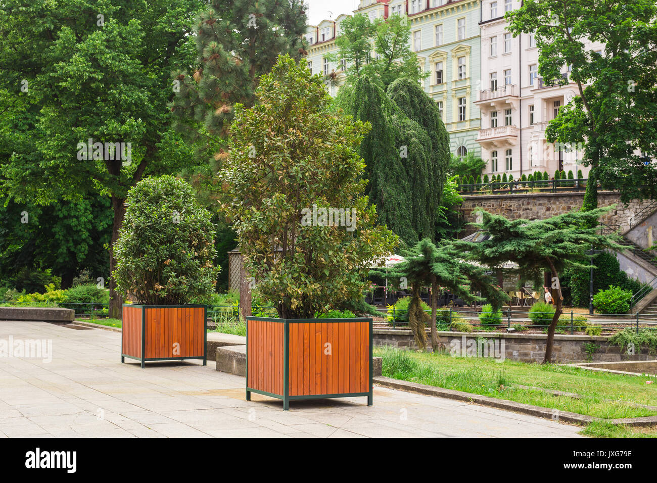 Street decorative trees in a flower pots Stock Photo - Alamy