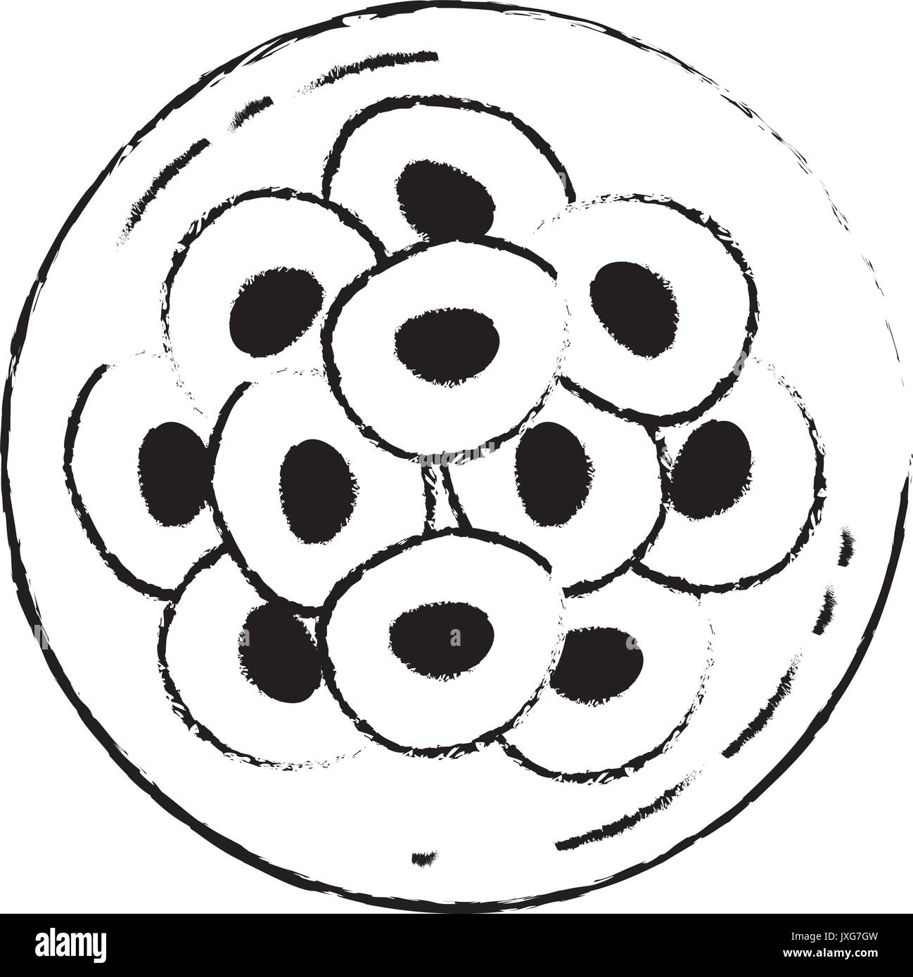 Human oocyte Stock Vector Images - Alamy