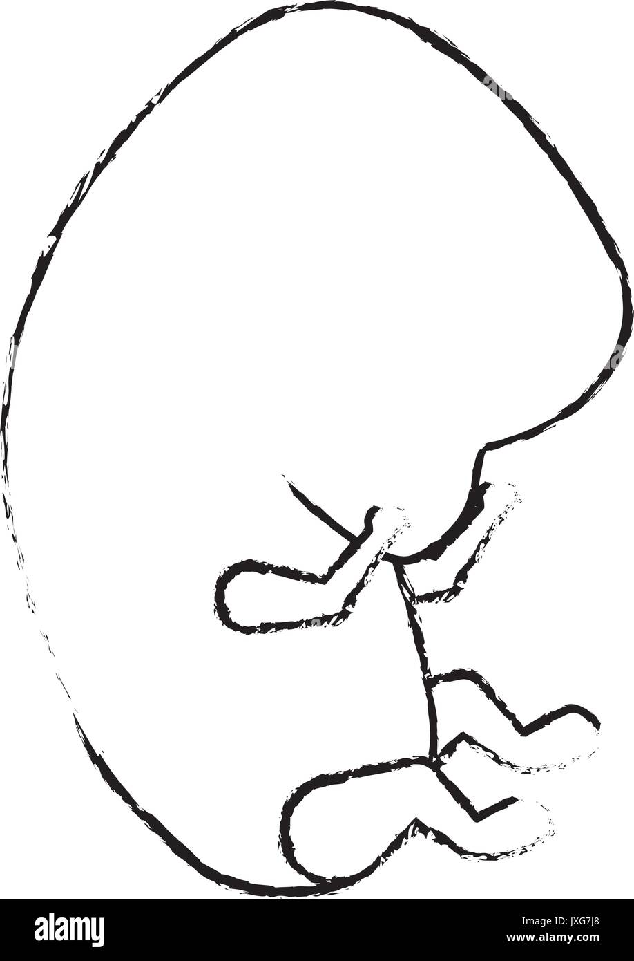 Fetal development Black and White Stock Photos & Images - Alamy