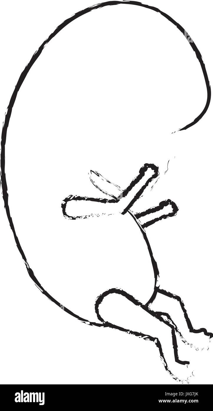 monochrome blurred silhouette of side view fetal growth Stock Vector ...