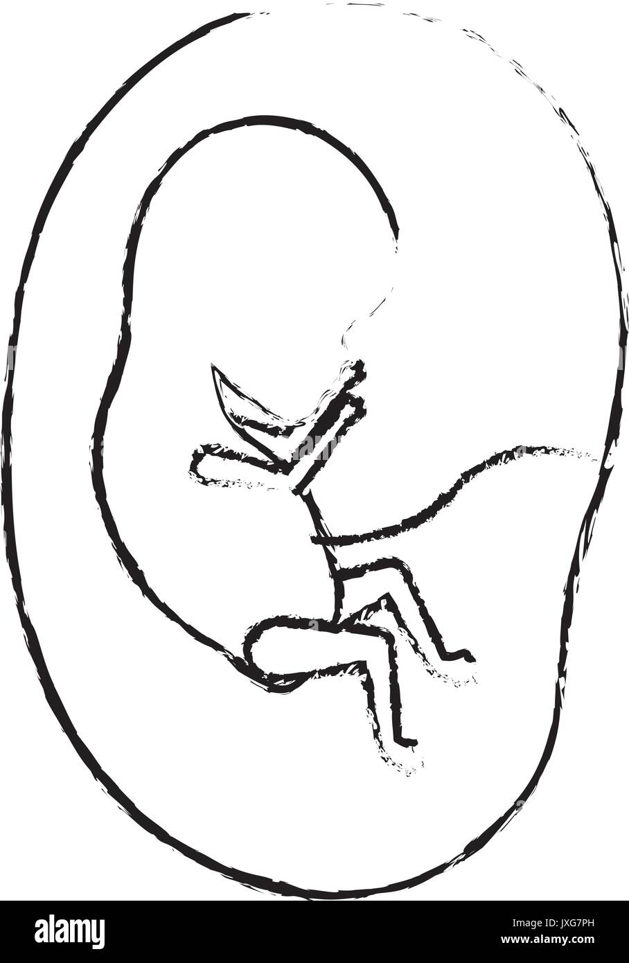 Human Fetus Weeks High Resolution Stock Photography and Images - Alamy