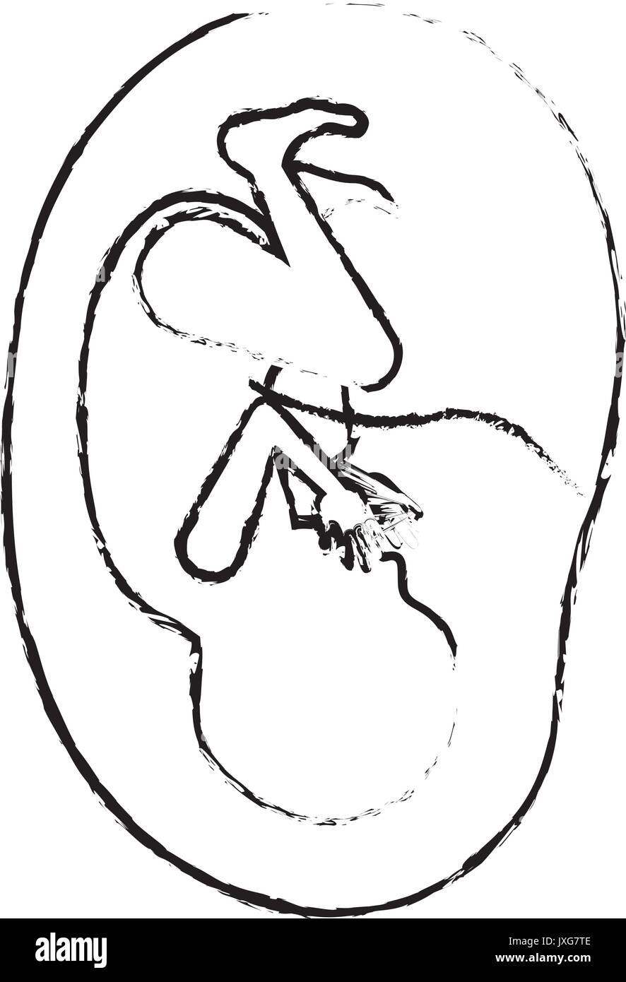 monochrome blurred silhouette of side view fetus human growth in ...