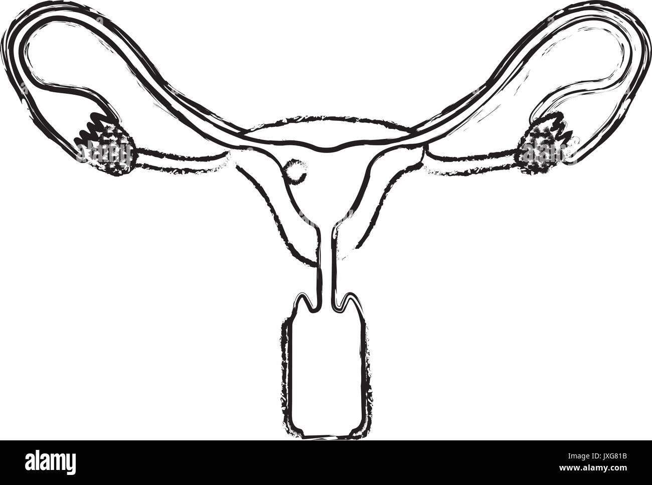 Monochrome Blurred Silhouette Of Female Reproductive System Ovaries
