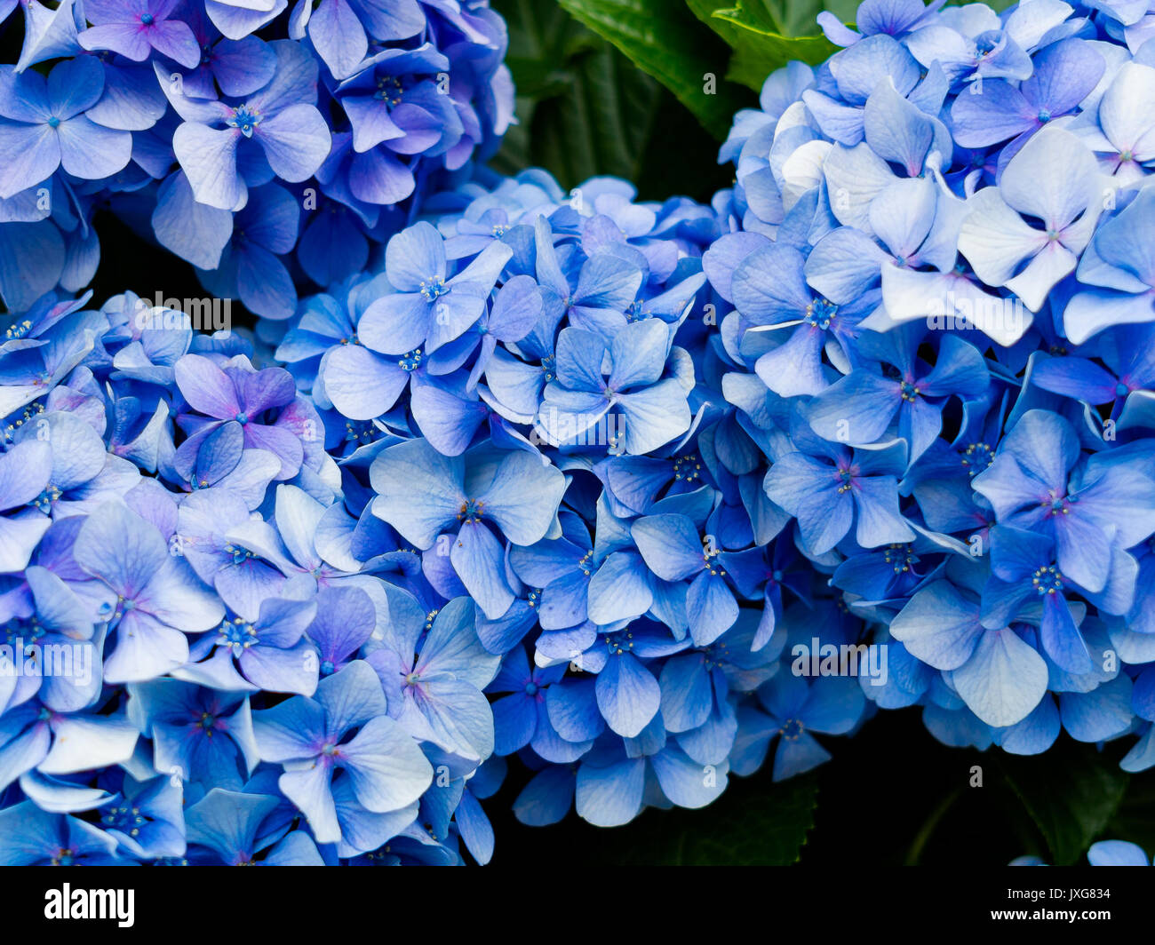 Flowers in white and blue, Hortencias, blossom at Hakone town in Japan ...