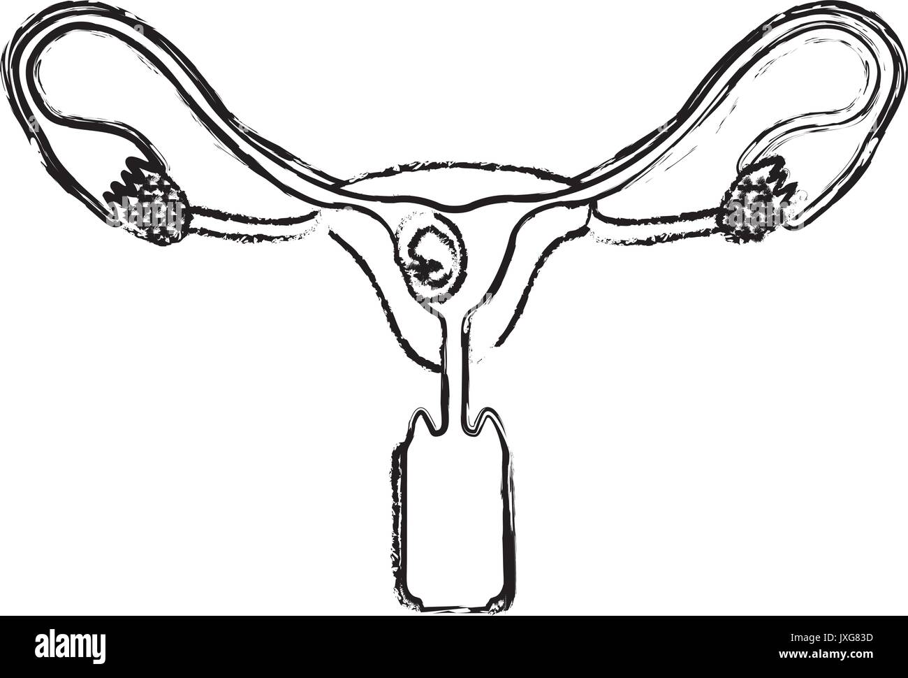 monochrome blurred silhouette of female reproductive system ovaries ...