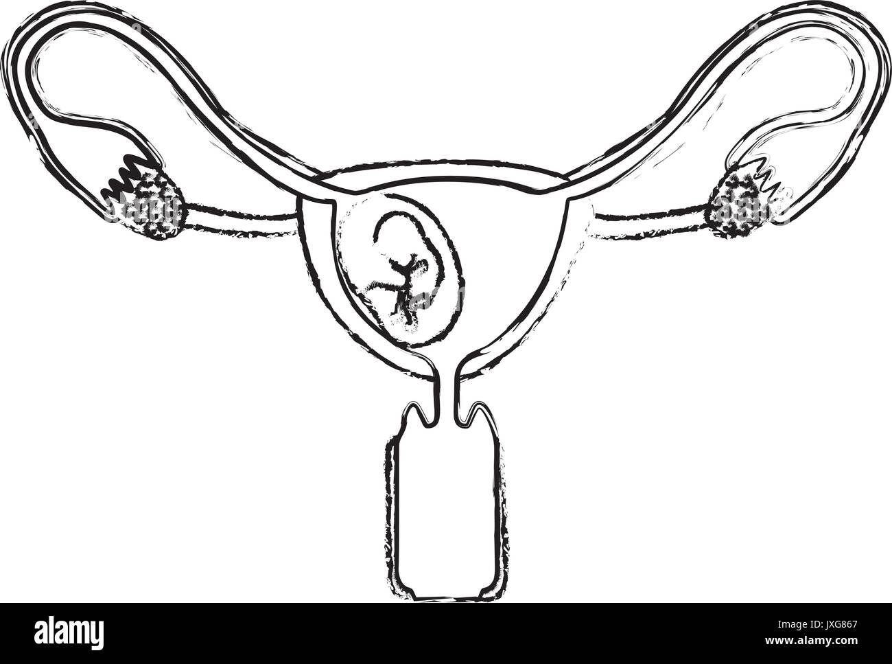 Monochrome Blurred Silhouette Of Female Reproductive System Ovaries