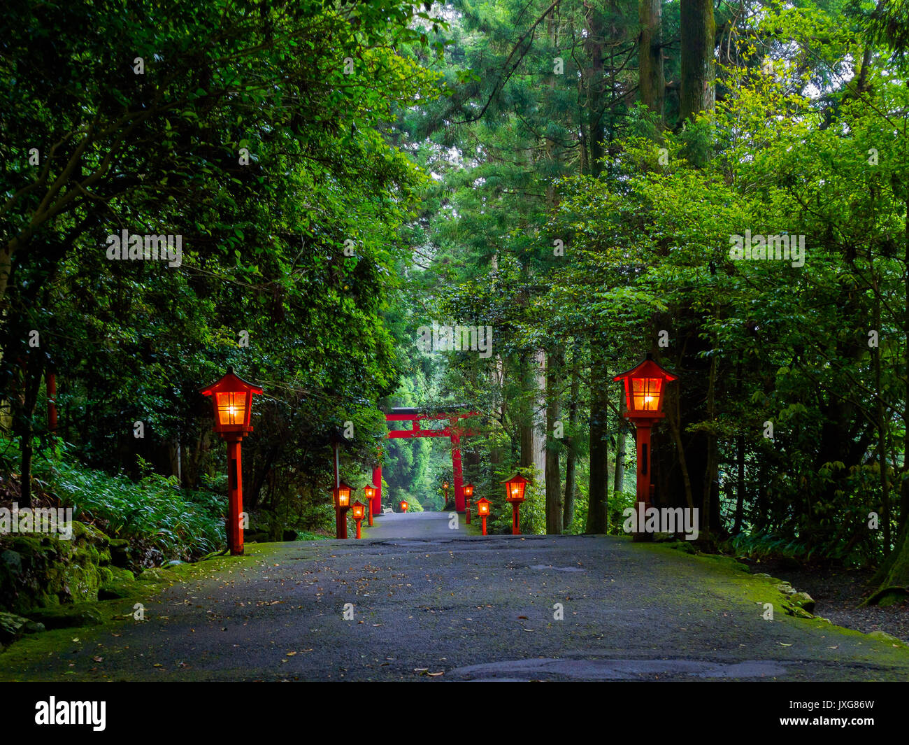 The night view of the approach to the Hakone shrine in a cedar forest ...