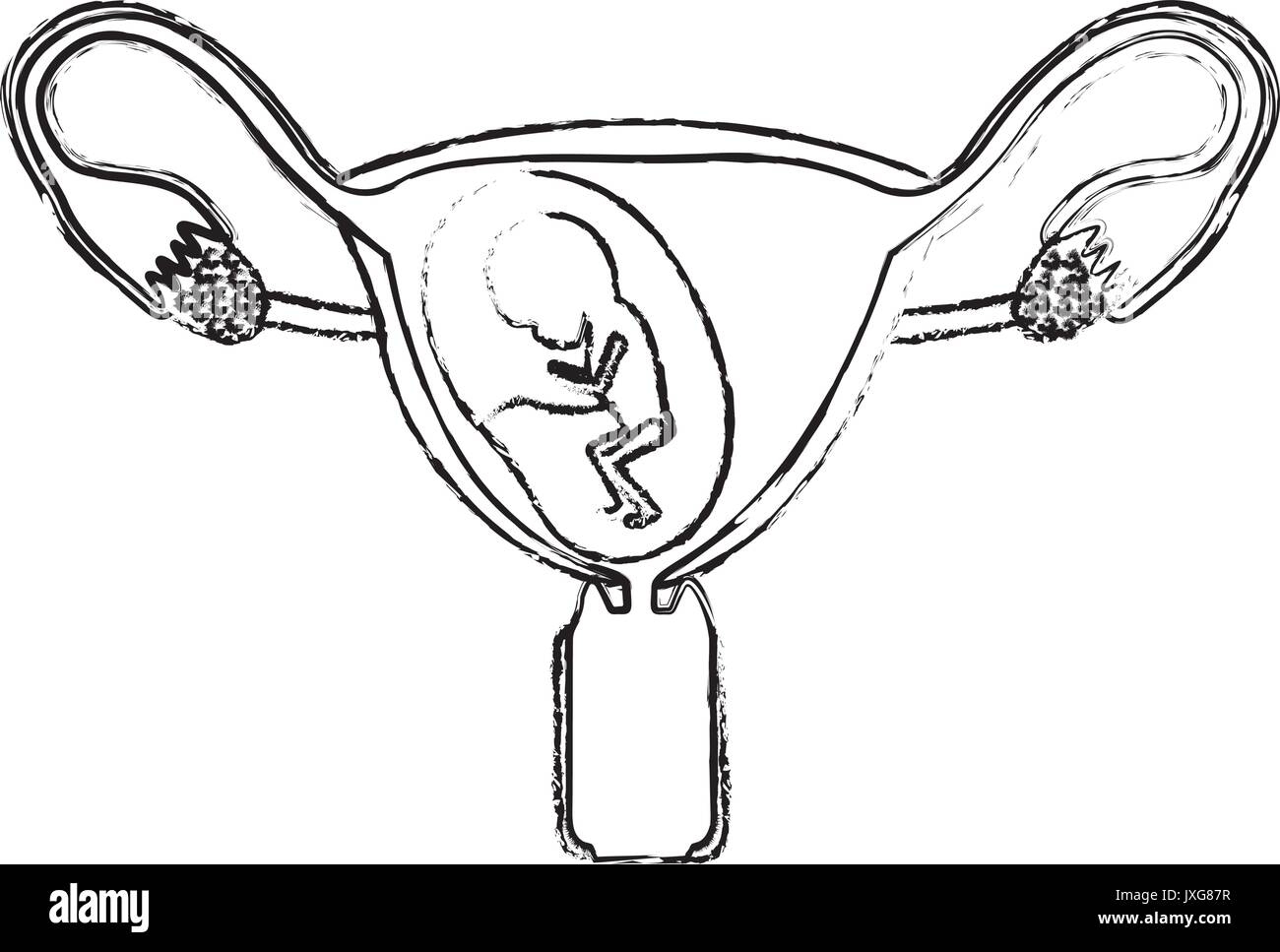 Monochrome Blurred Silhouette Of Female Reproductive System Ovaries