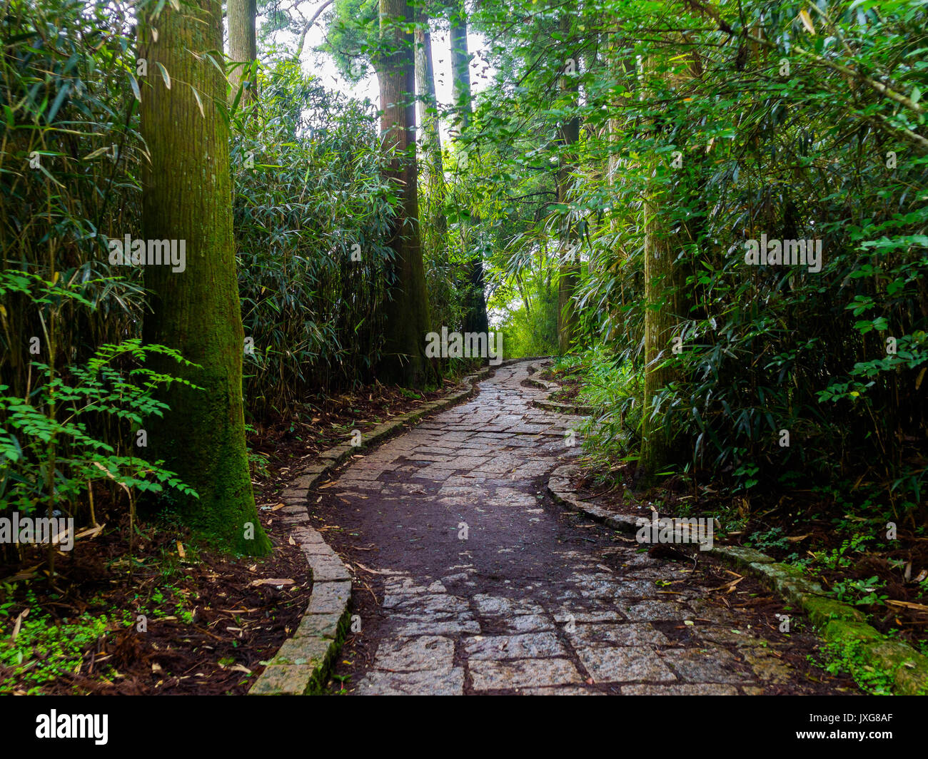 Beautiful stoned path inside of the forest in Hakone park, located in ...
