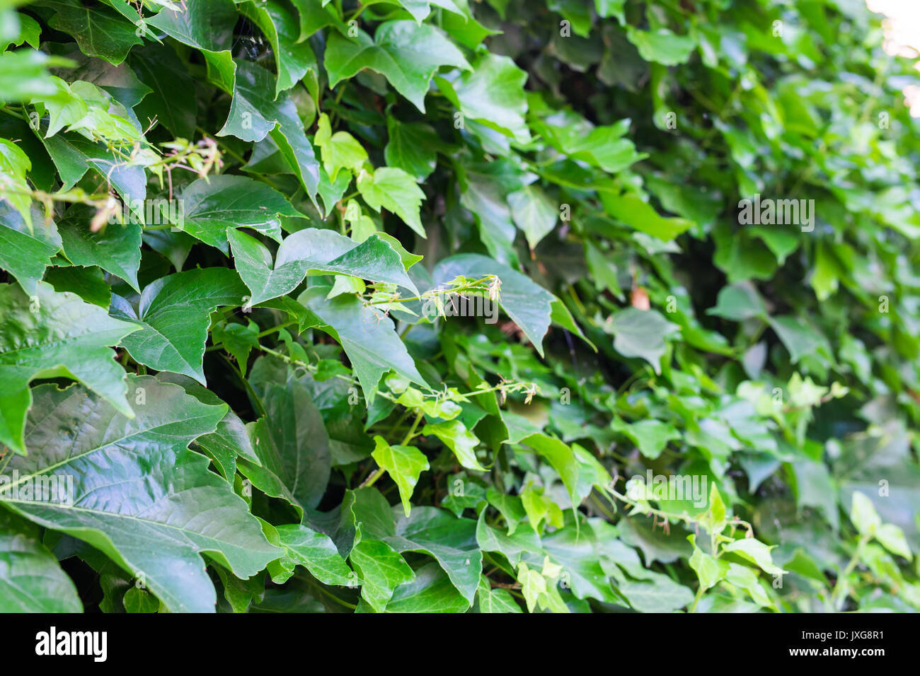 Old wall overgrown with green plant Stock Photo - Alamy
