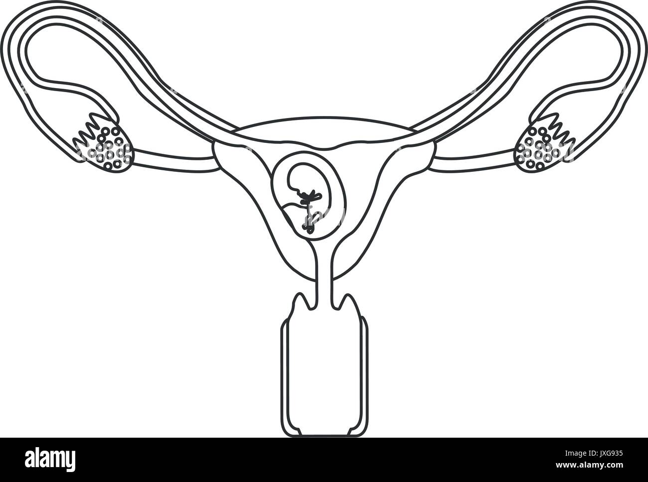 Monochrome Silhouette Of Female Reproductive System Ovaries With Fetus