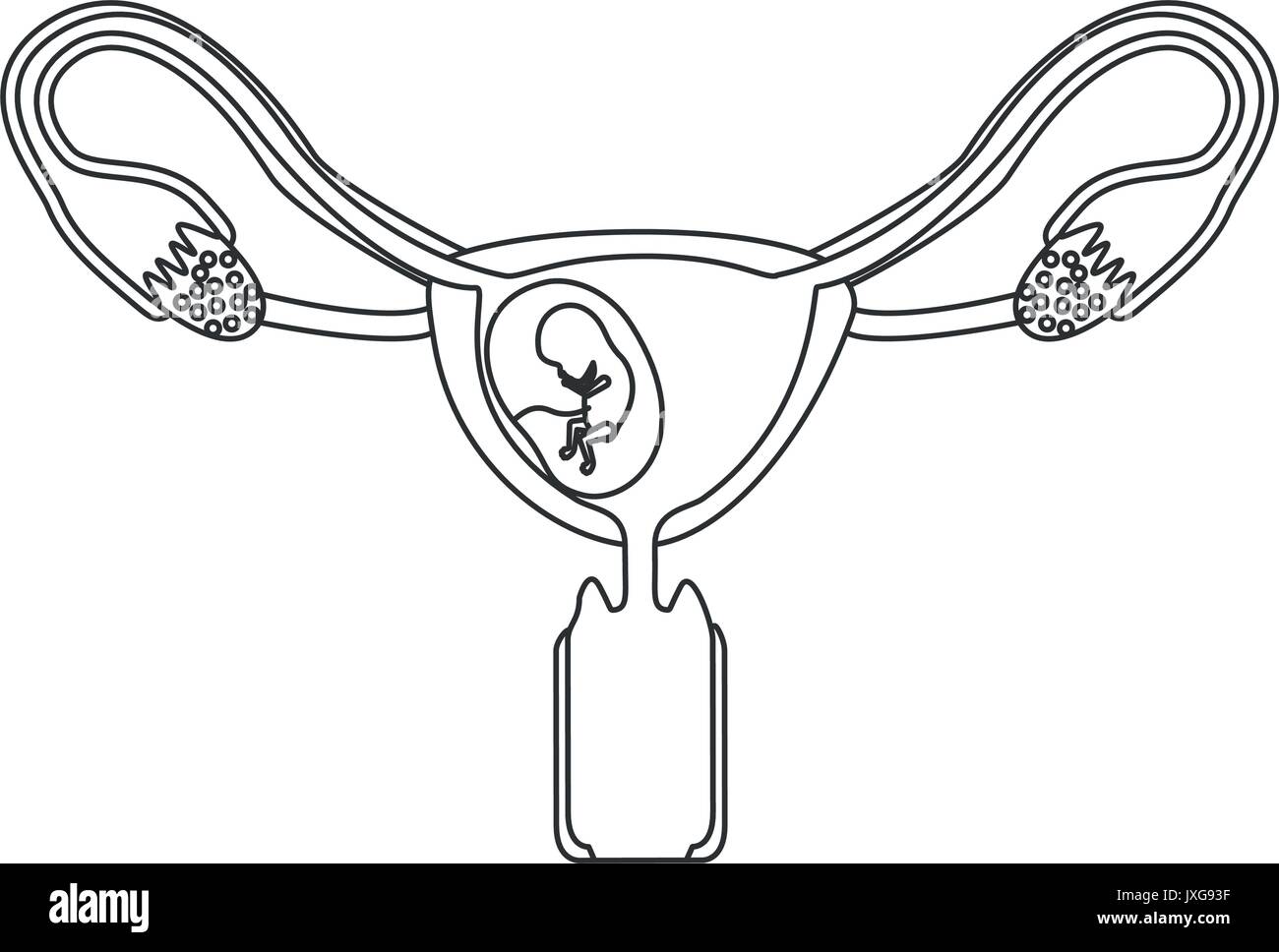 Monochrome Silhouette Of Female Reproductive System Ovaries With Fetus