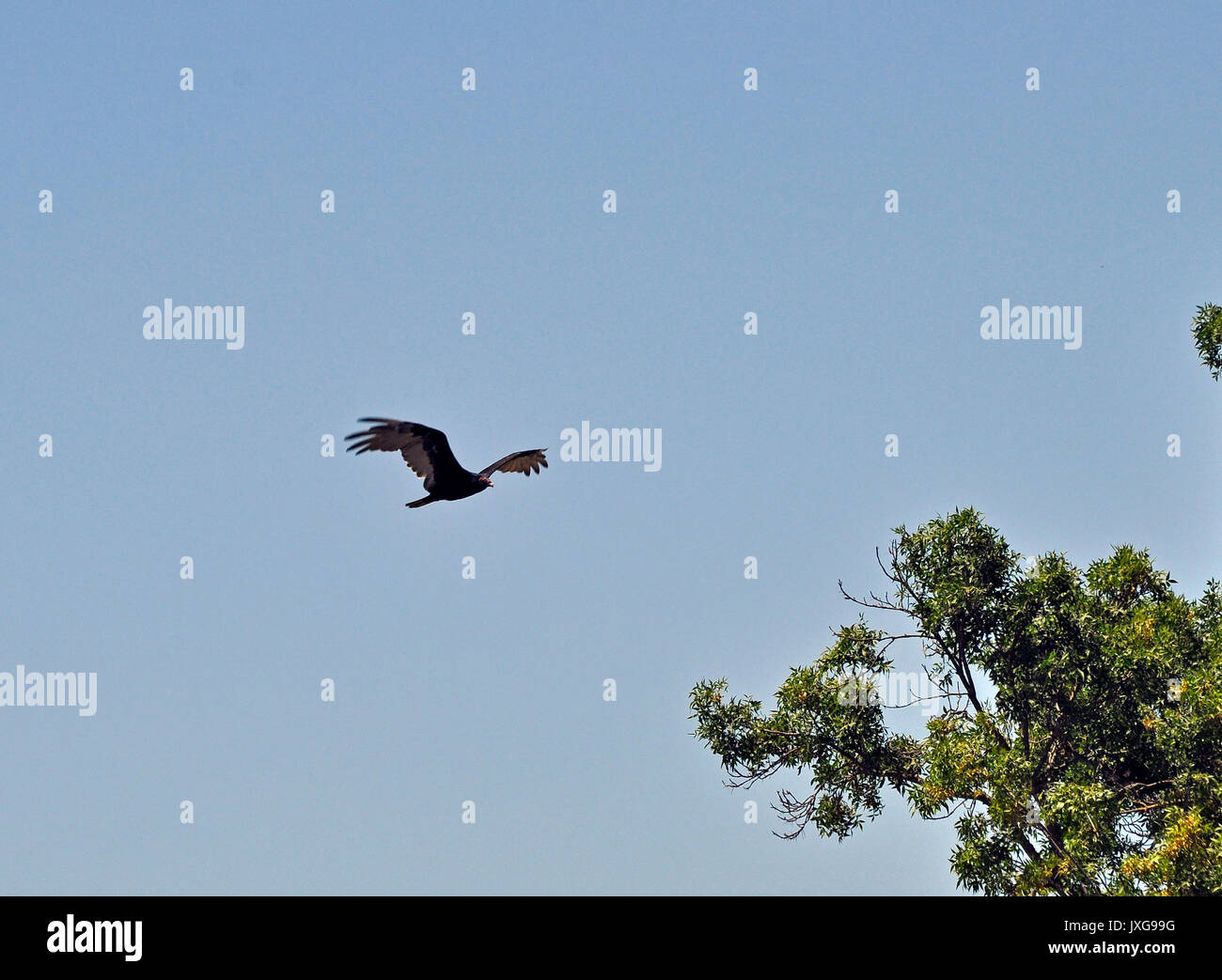 turkey vulture soars over Alameda Creek, Union City, California Stock ...