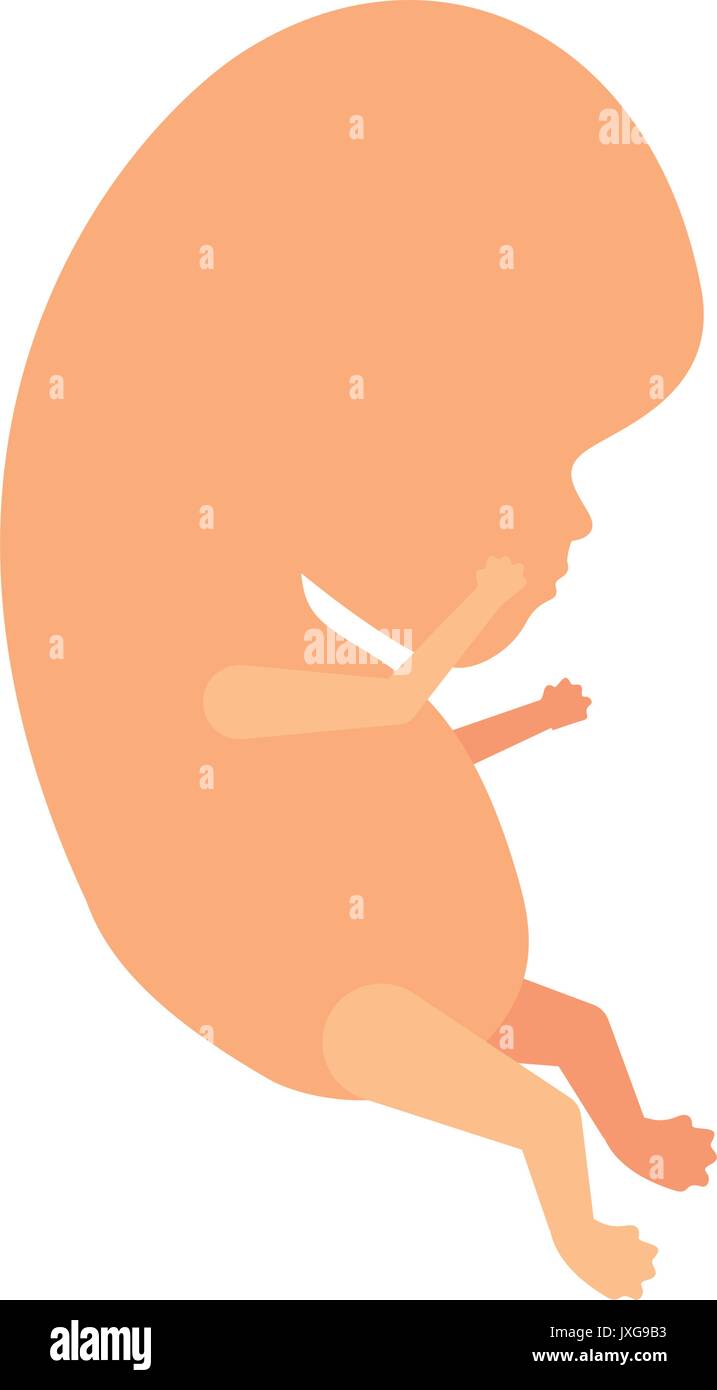 Umbilical view Stock Vector Images - Alamy