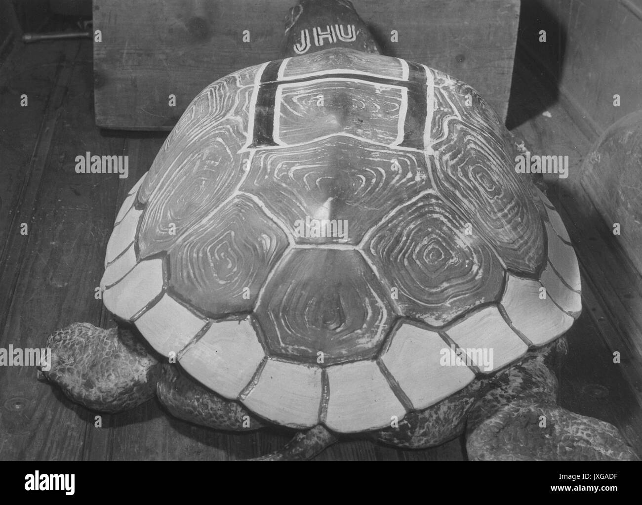 Testudo Black and White Stock Photos & Images - Alamy
