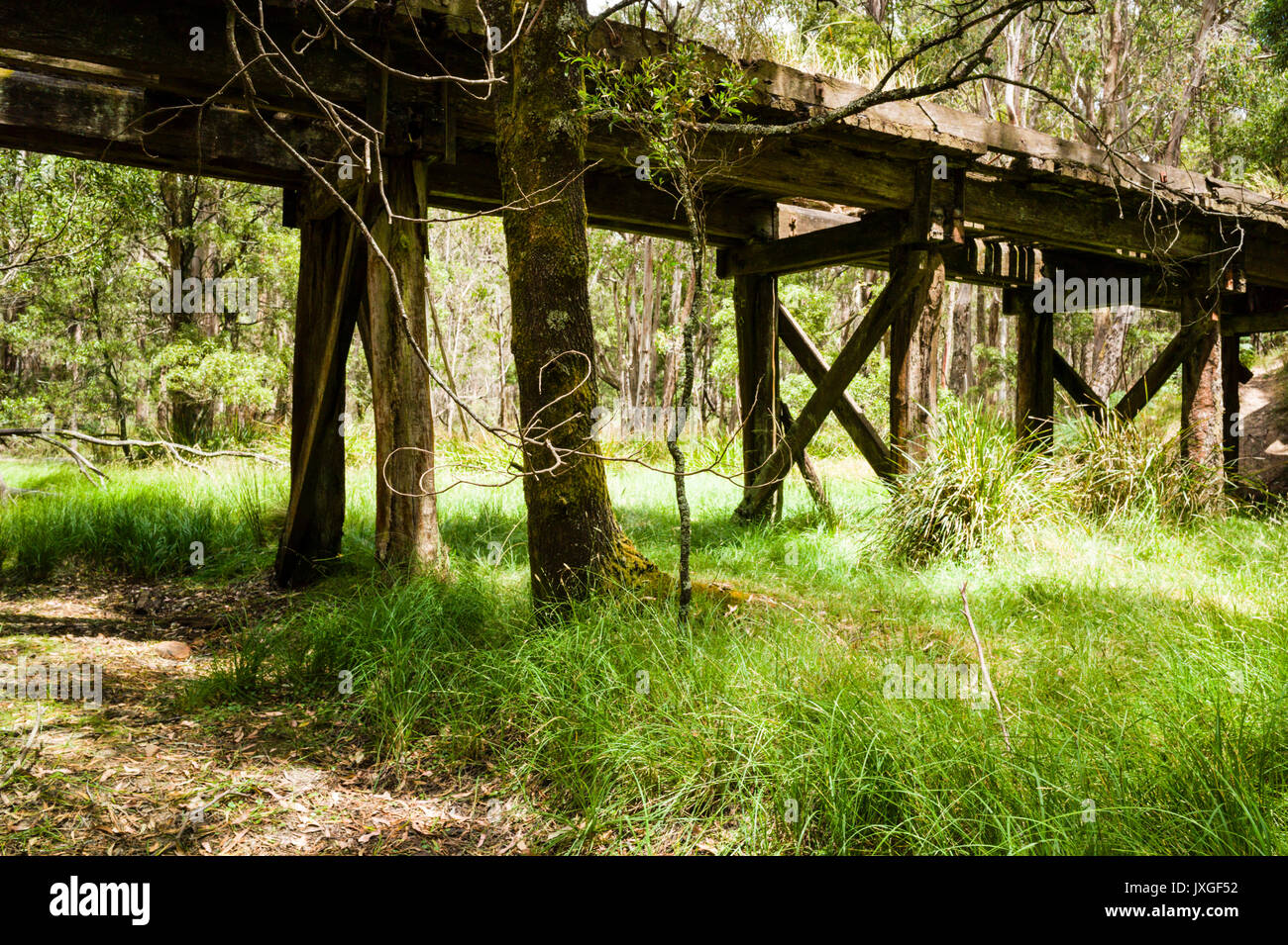 Old disused timber railway bridge in bushland near Daylesford, Victoria ...