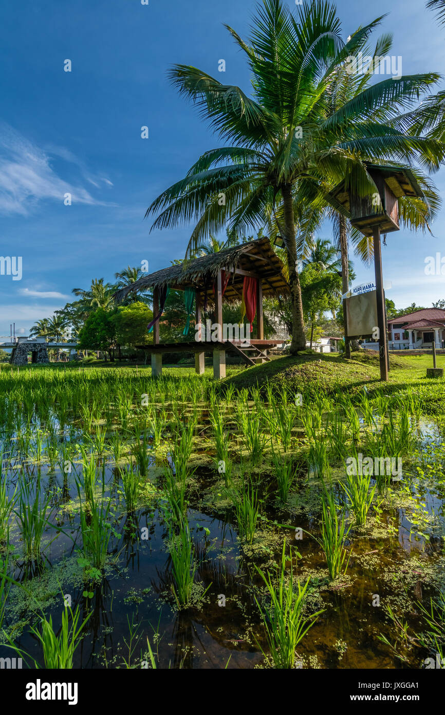 Process of growing and harvesting paddy hi-res stock photography and ...