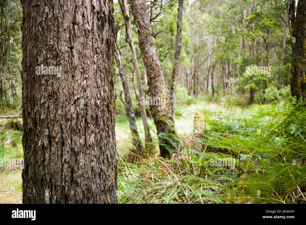 Australian native tree bark hi-res stock photography and images - Alamy