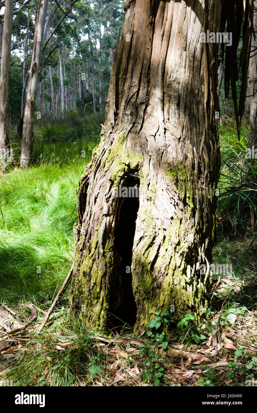 Australian native grass tree hi-res stock photography and images - Alamy