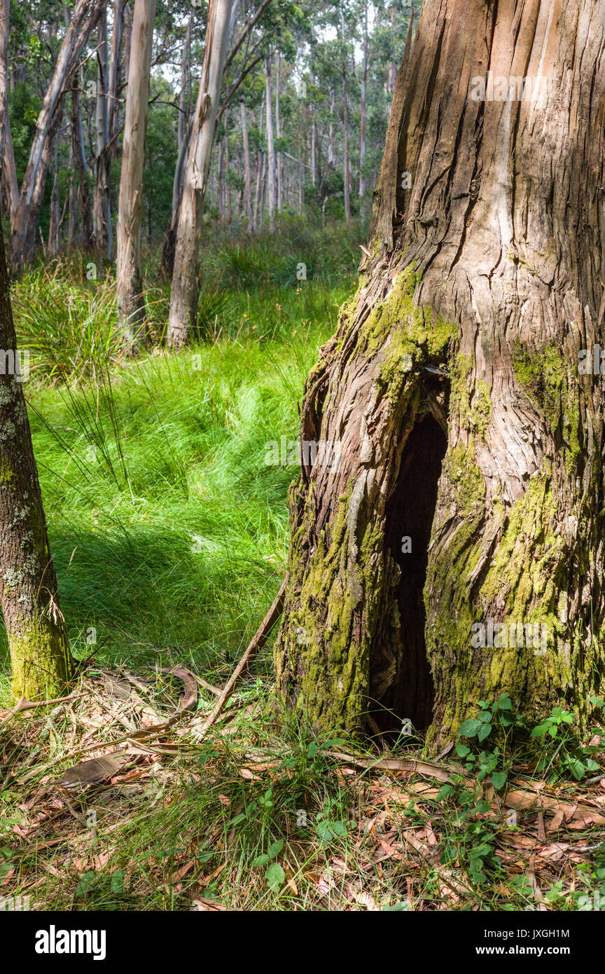 Australian bushland hi-res stock photography and images - Alamy
