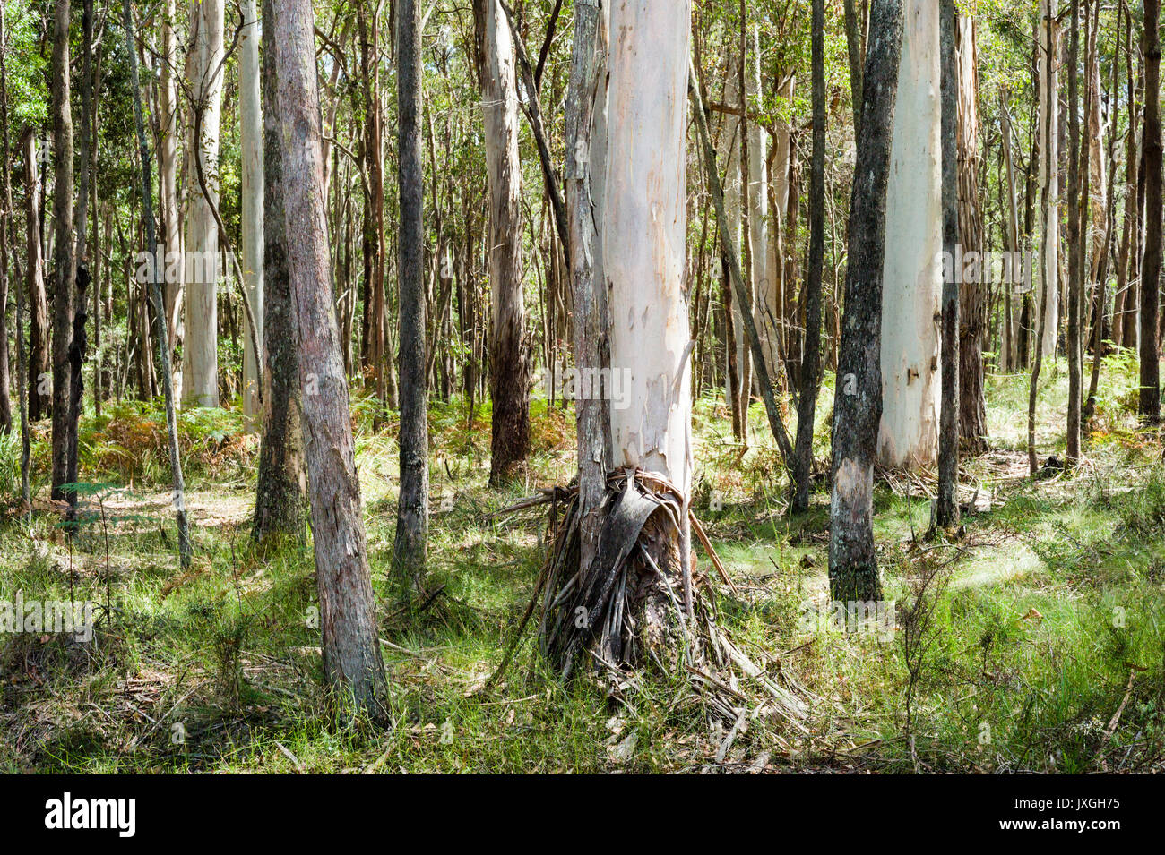 Australian native grass tree hi-res stock photography and images - Alamy