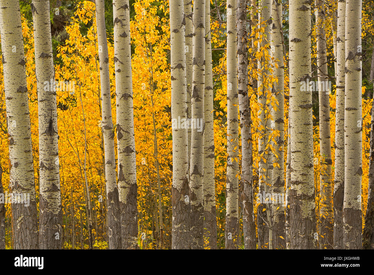 Fall color amongst the aspen in Banff National Park, Alberta, Canada ...