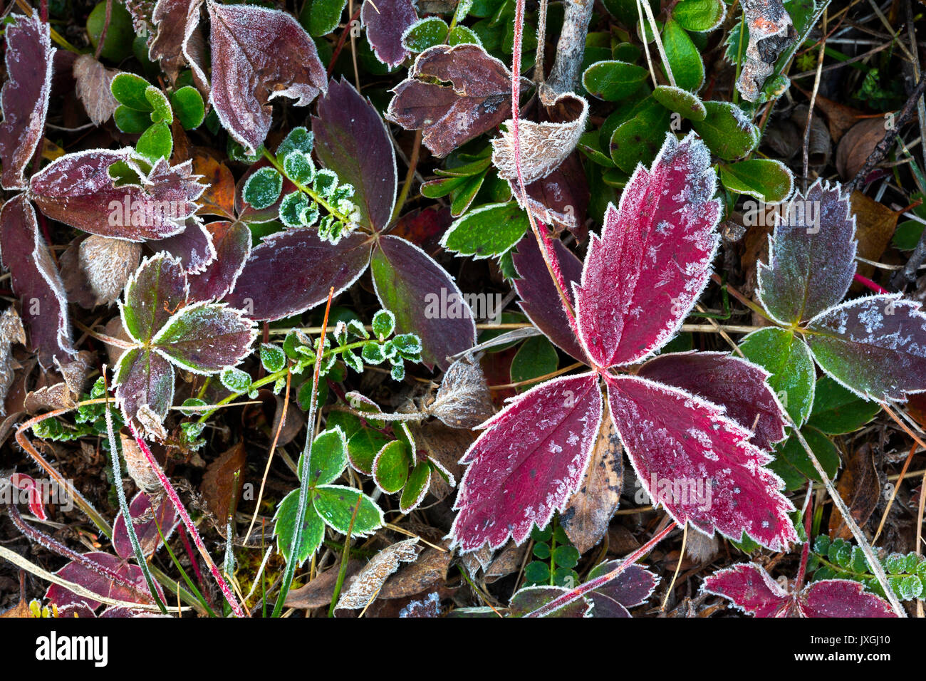 Frosted fall groundcover and colorful wild strawberry leaves. Banff ...