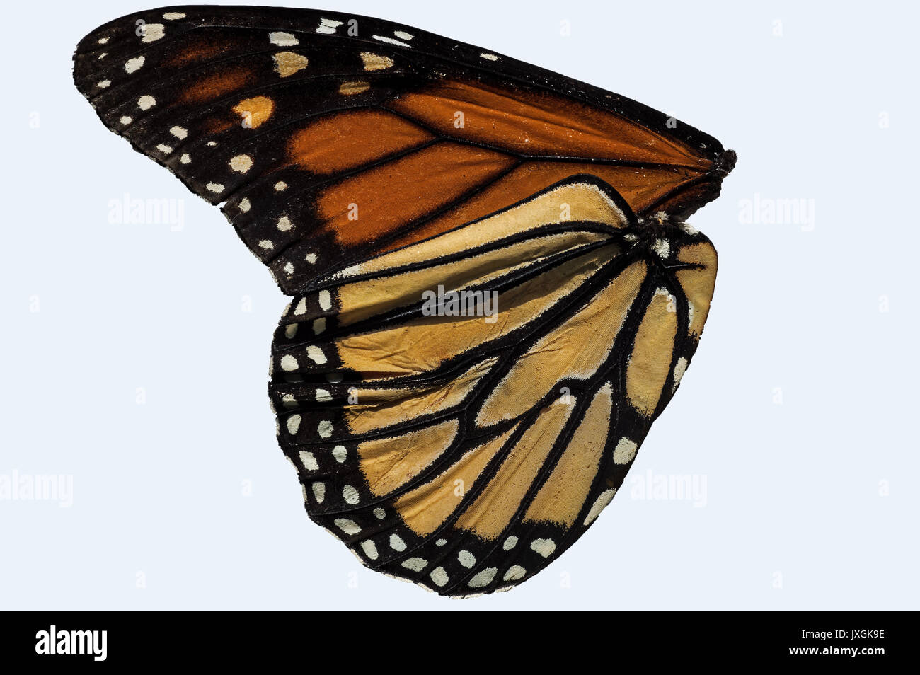 Monarch butterfly wing. It is a milkweed butterfly in the family ...