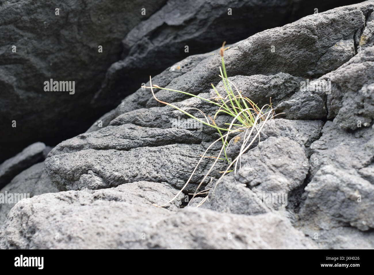 Murmuring trees hi-res stock photography and images - Alamy