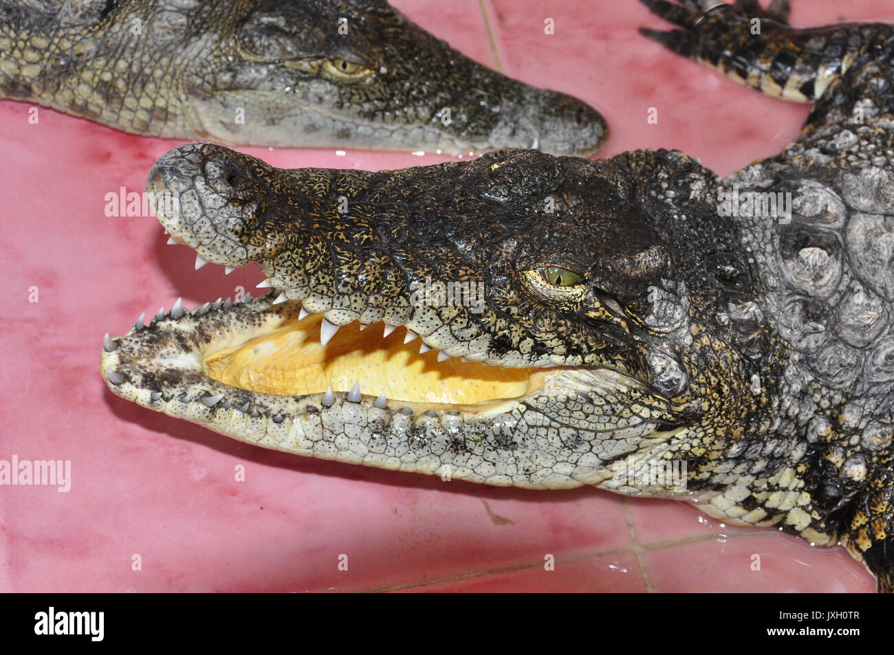 Pretty crocodile with open mouth Stock Photo - Alamy