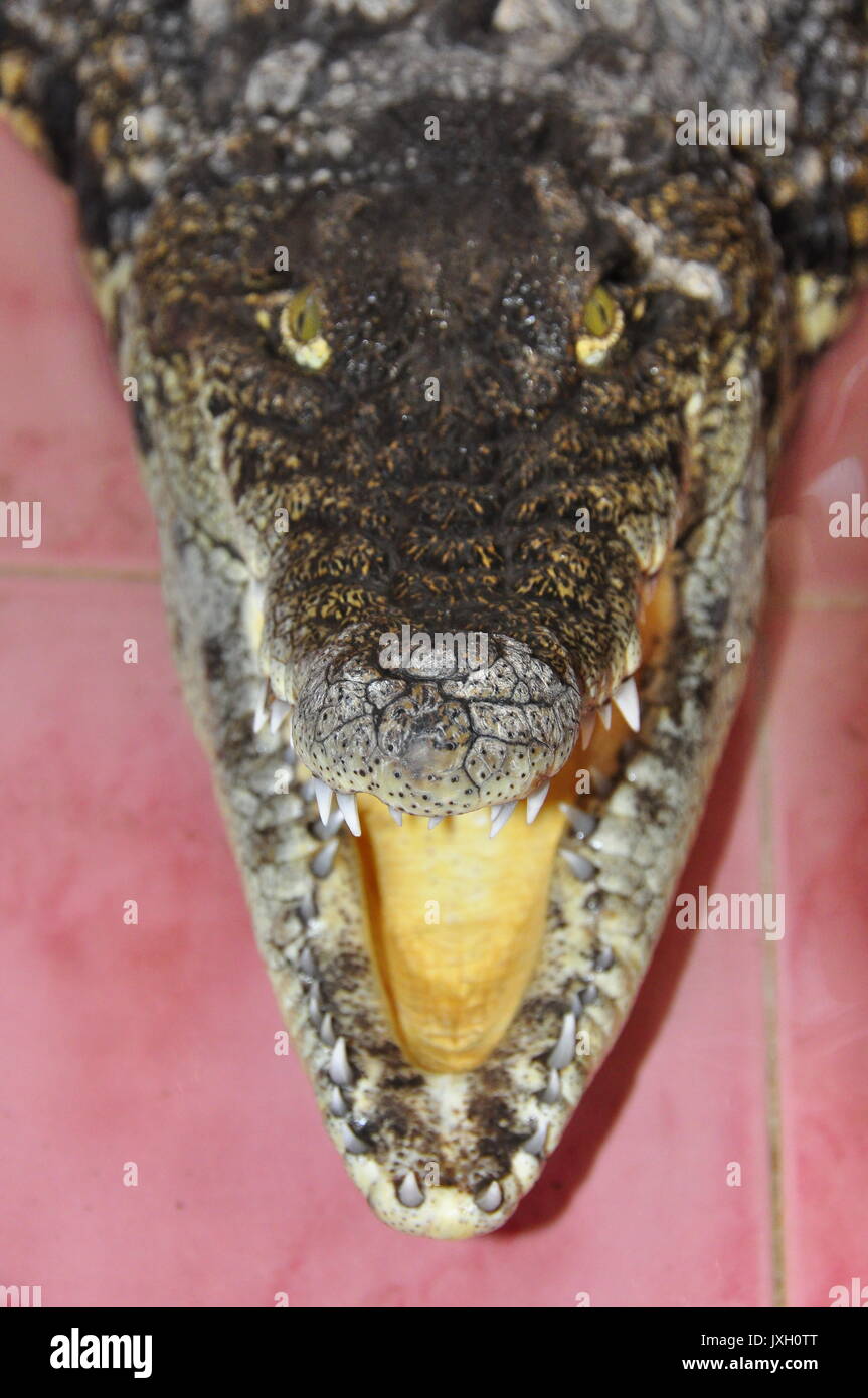 Pretty crocodile with open mouth Stock Photo - Alamy