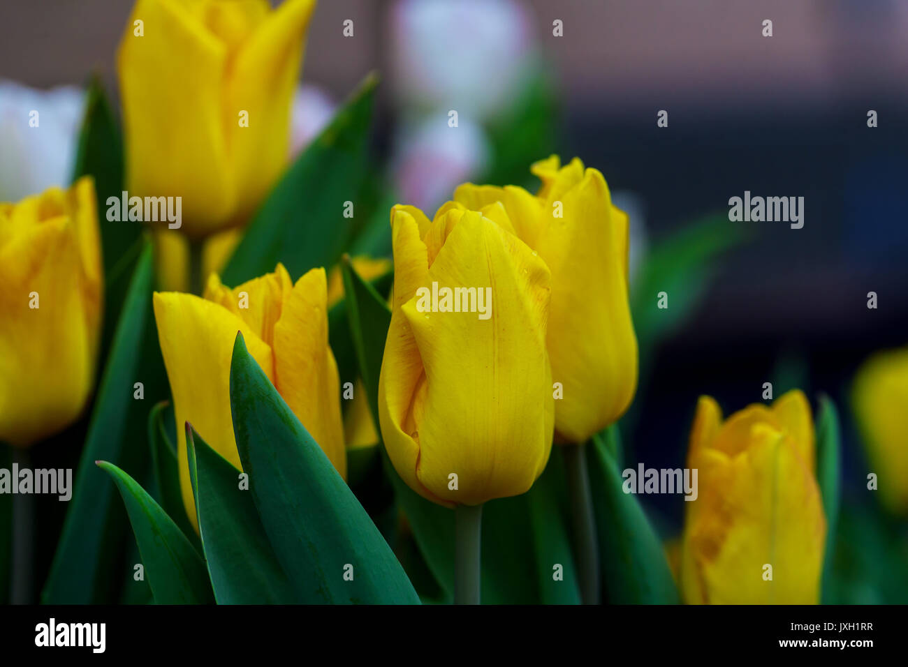 Big beautiful bouquet tulips hi-res stock photography and images - Alamy