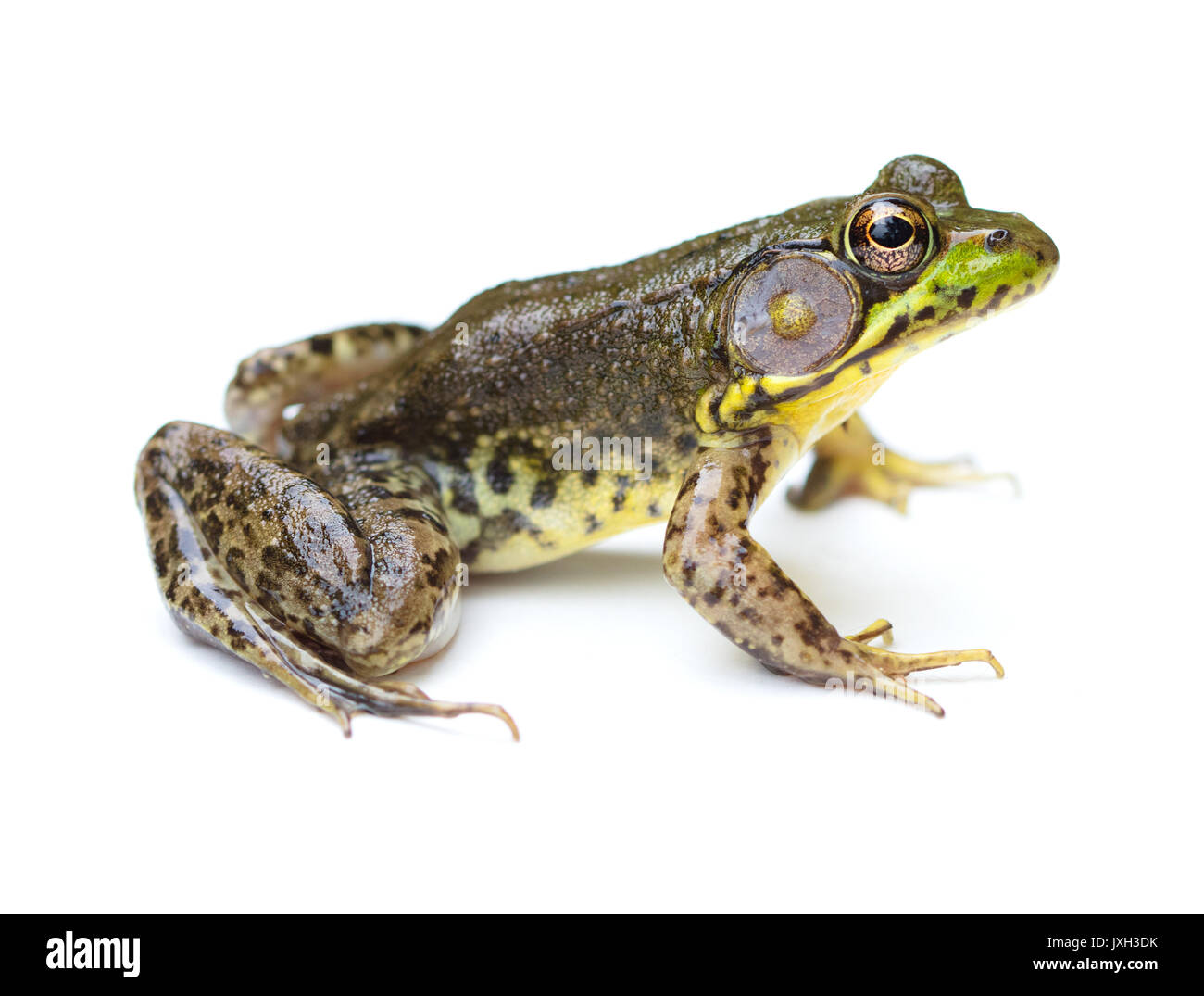 Green frog lithobates clamitans hi-res stock photography and images - Alamy
