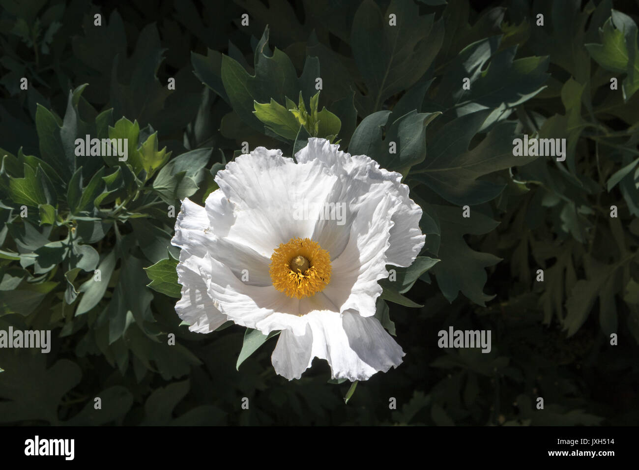 White peace poppy hi-res stock photography and images - Alamy