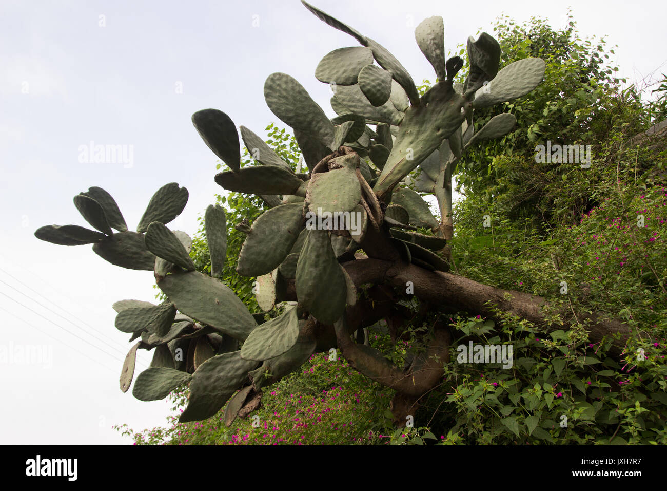 Kasauli hi-res stock photography and images - Alamy