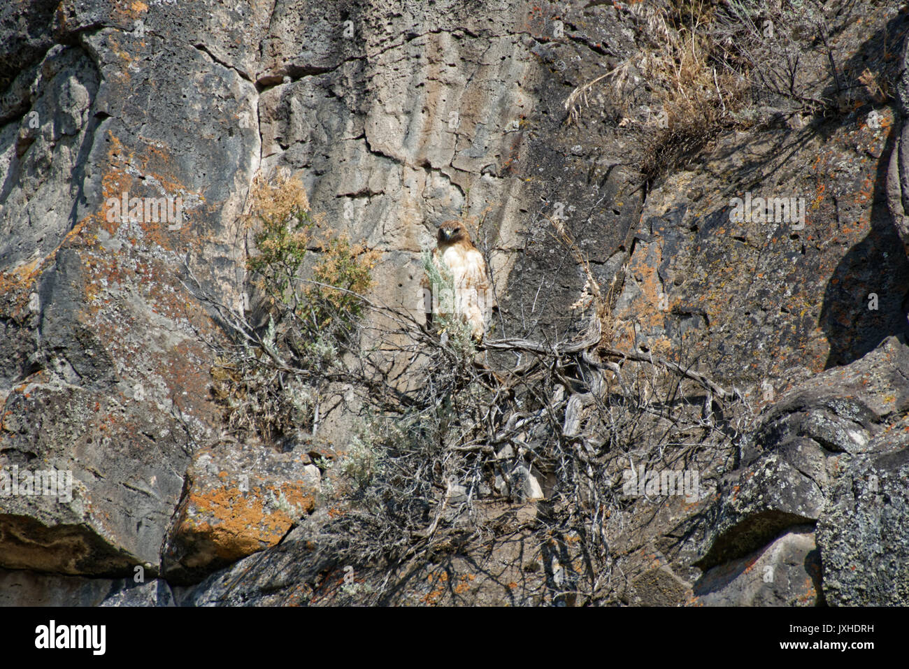 Red Tailed Hawk Perched High Resolution Stock Photography and Images ...