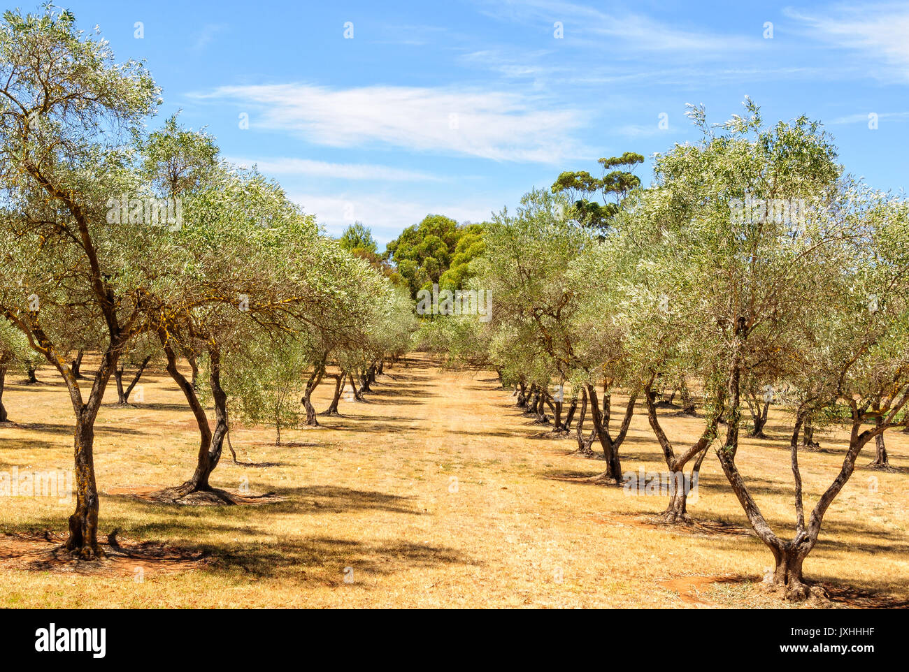 Almond farm australia hi-res stock photography and images - Alamy