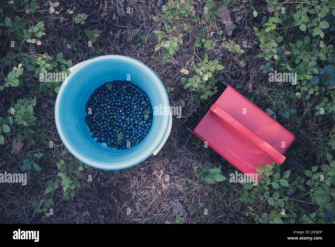 Berry picking tools, a bucket and berry picker on a trail in woods ...